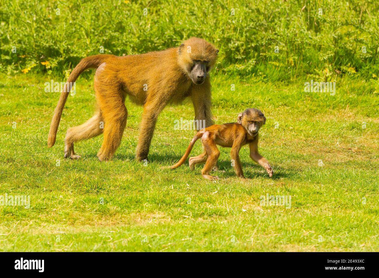 Guinea Baboon (Papio papio) Mother and Baby together 02/08/2014 Stock ...