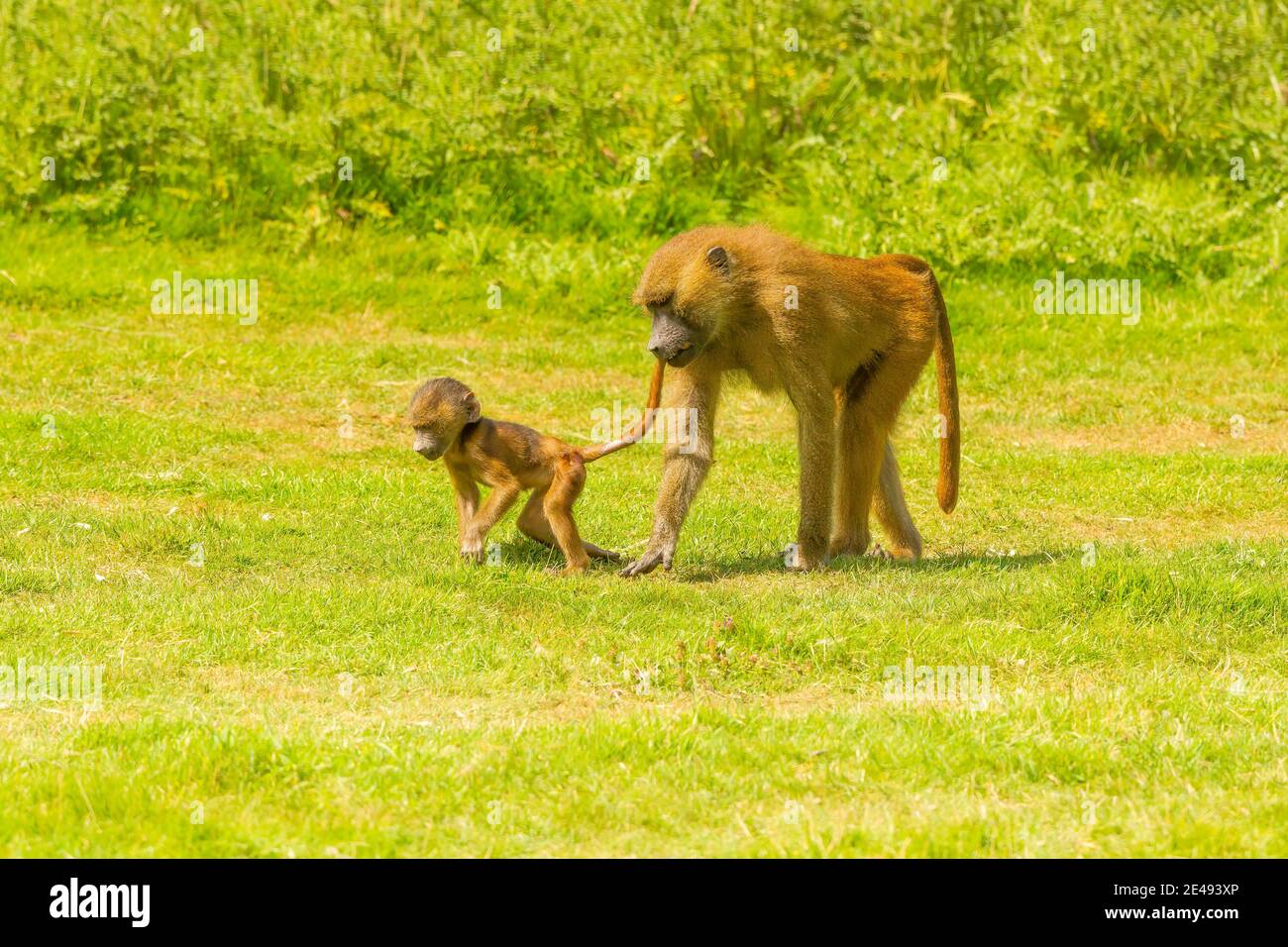 Guinea Baboon (Papio papio) Mother and Baby together 02/08/2014 Stock ...