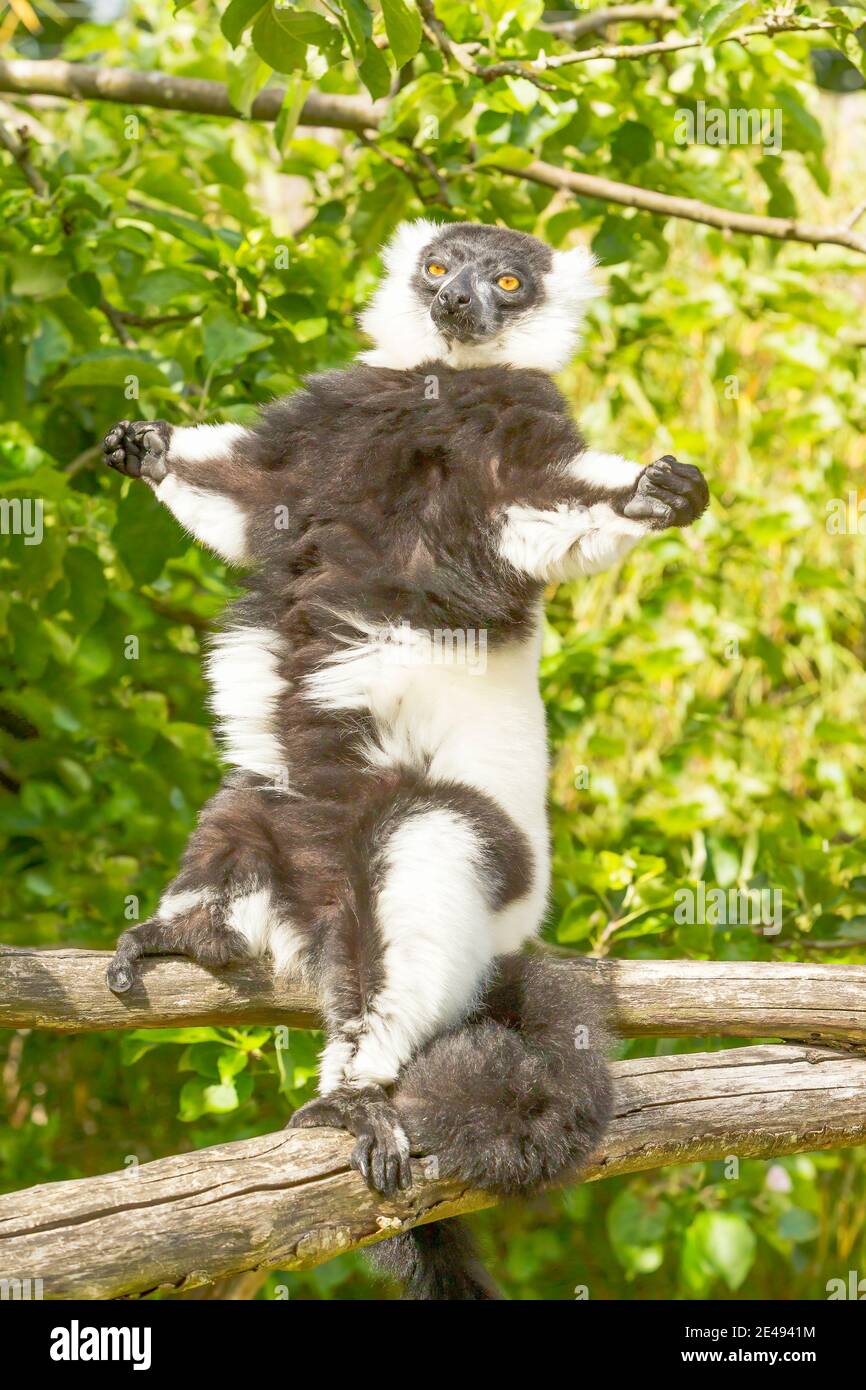 Black and white ruffed lemur sunbathing hi-res stock photography and ...