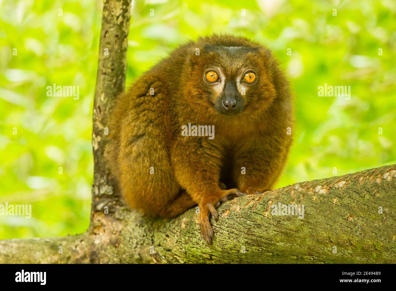 Red ruffed lemur fruit hi-res stock photography and images - Alamy