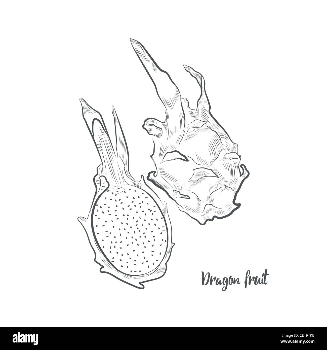 Hand drawn pitaya isolated on white background Stock Vector Image & Art ...