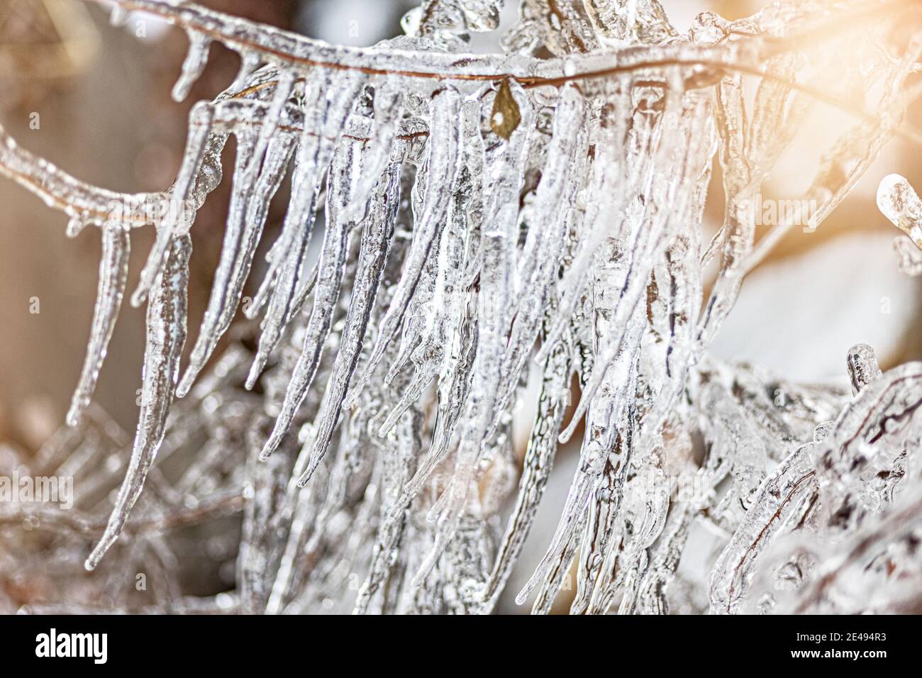 Icy tree branches with icicles at sunset. Winter frosts Stock Photo - Alamy