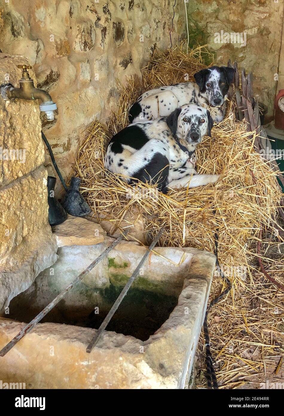 Dogs in a barn Stock Photo - Alamy