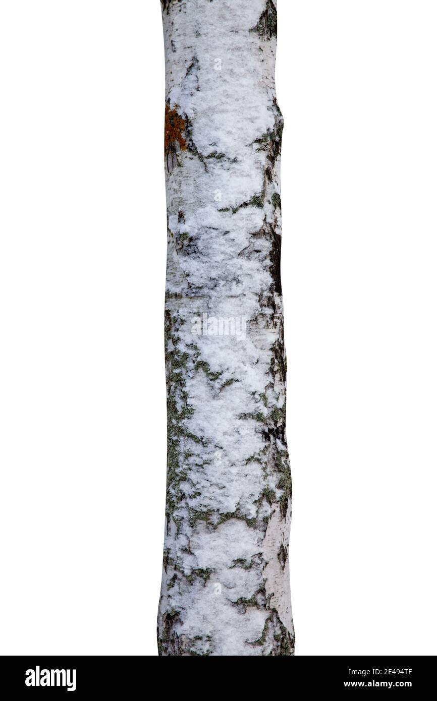 tree trunk with snow isolated on white Stock Photo - Alamy