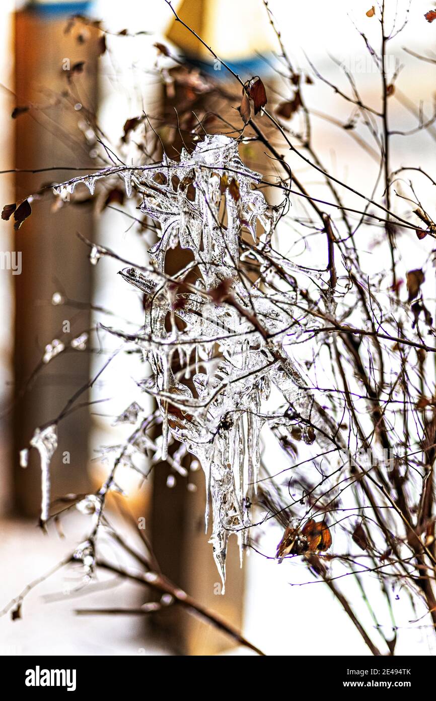 Icy tree hi-res stock photography and images - Alamy