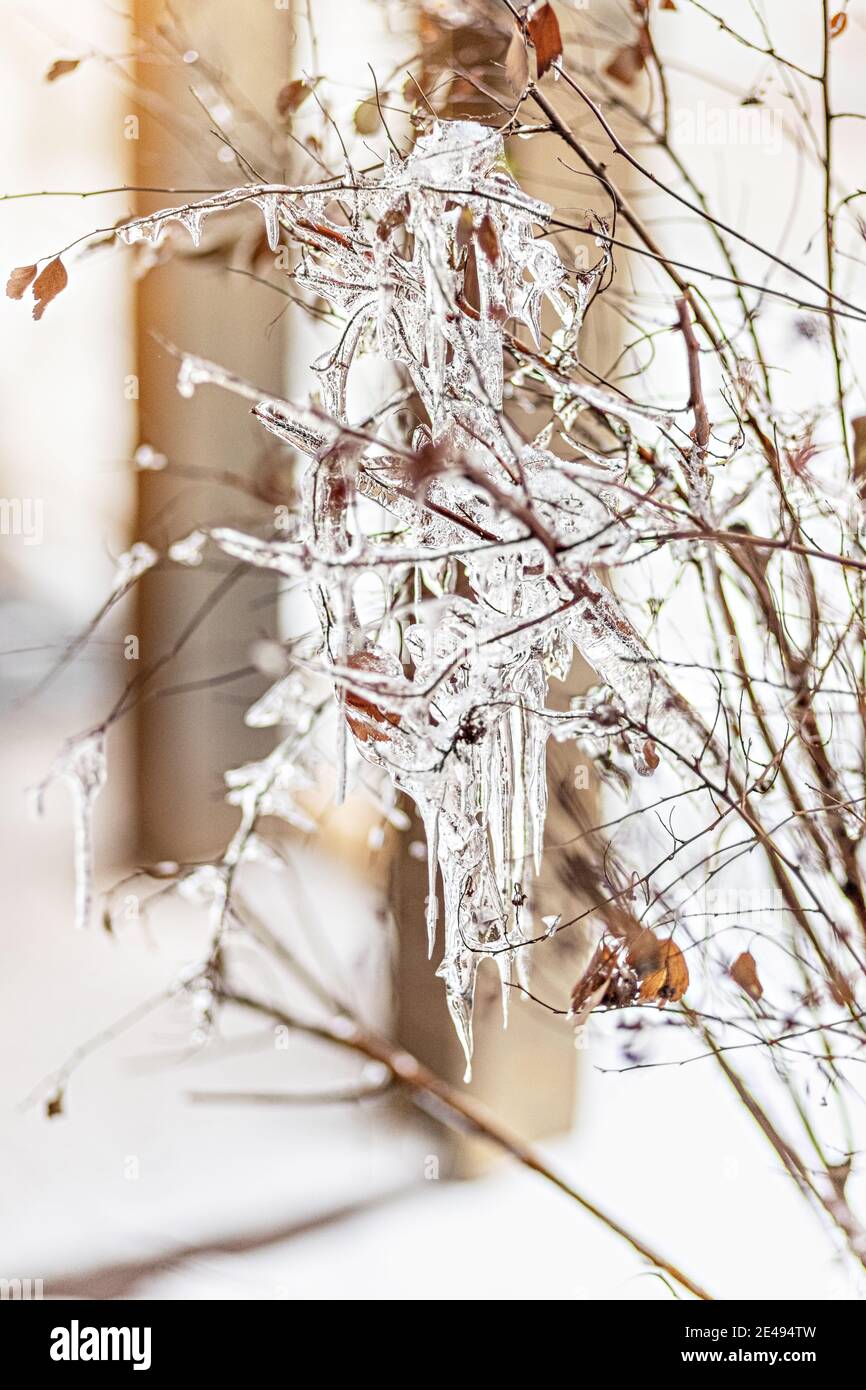 Icy tree branches with icicles at sunset. Winter frosts Stock Photo - Alamy