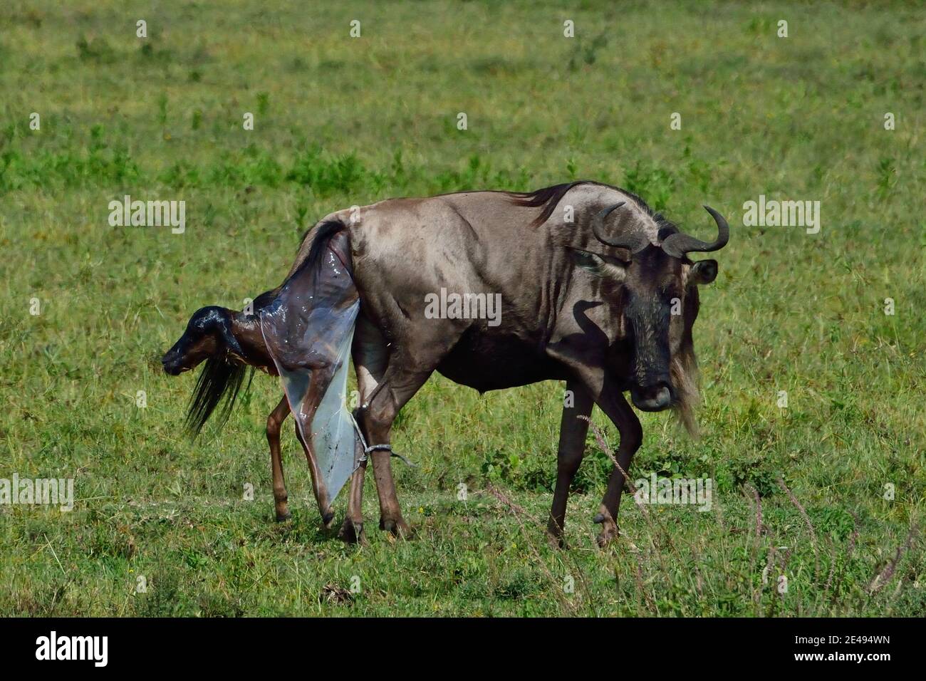 Birth of a gnu, Serengeti, Tanzania Stock Photo - Alamy
