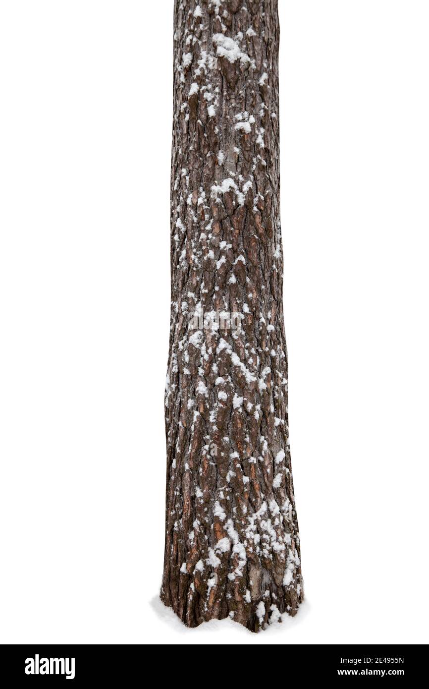 tree trunk with snow isolated on white Stock Photo - Alamy