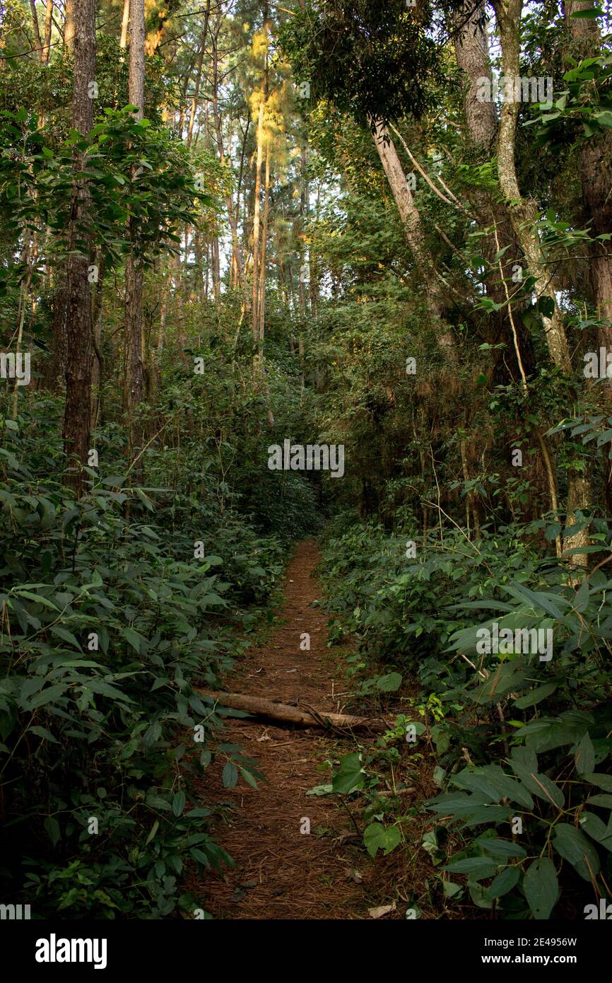 Dense jungle hi-res stock photography and images - Alamy