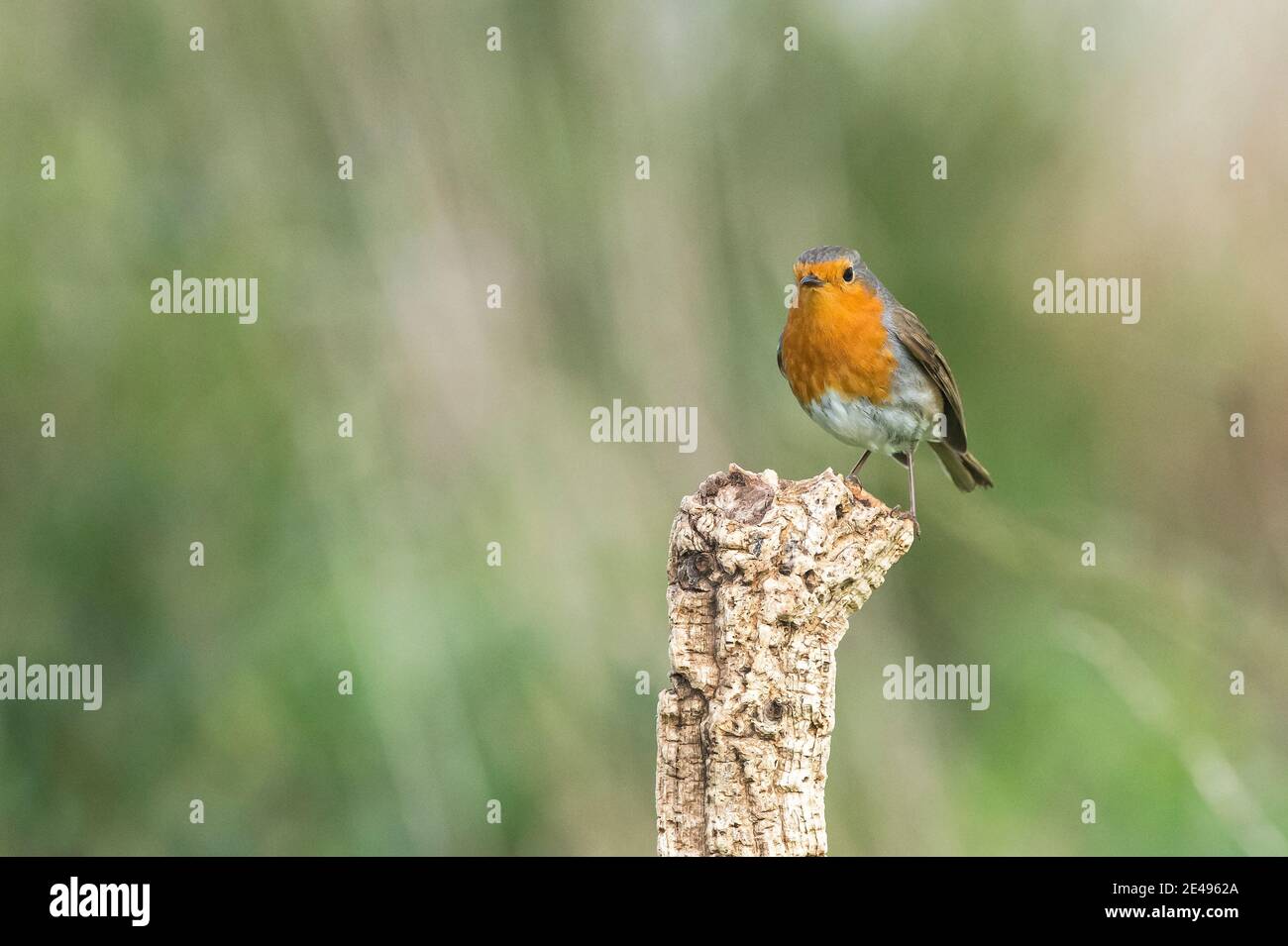 Pisco-de-peito-ruivo.(Erithacus rebecula), Ave, Reproduz-se, Matas ...