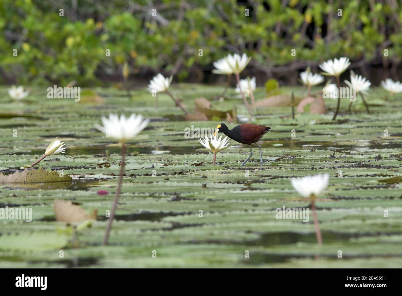 Lily trotter hi-res stock photography and images - Alamy