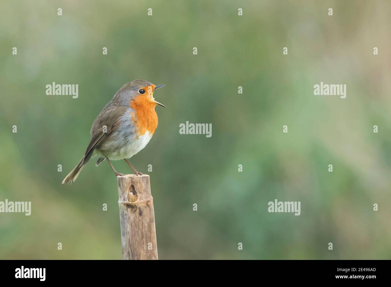 Pisco-de-peito-ruivo.(Erithacus rebecula), Ave, Reproduz-se, Matas ...