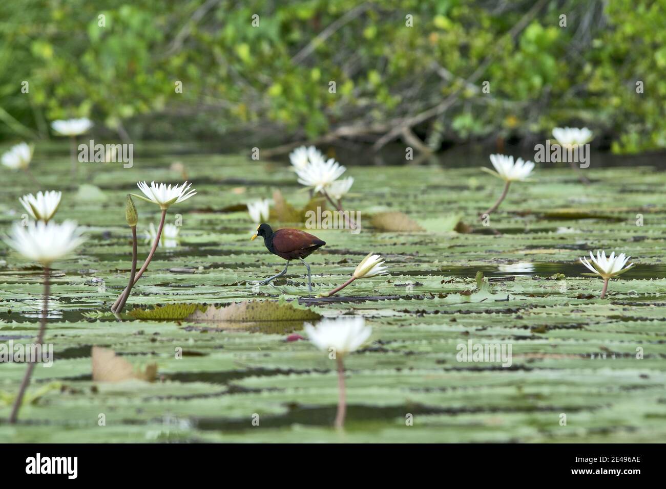 Lily trotter hi-res stock photography and images - Alamy