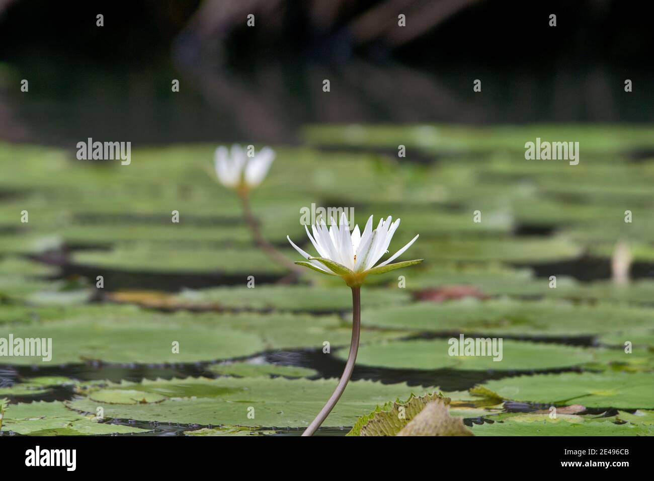 Caribbean rose hi-res stock photography and images - Alamy