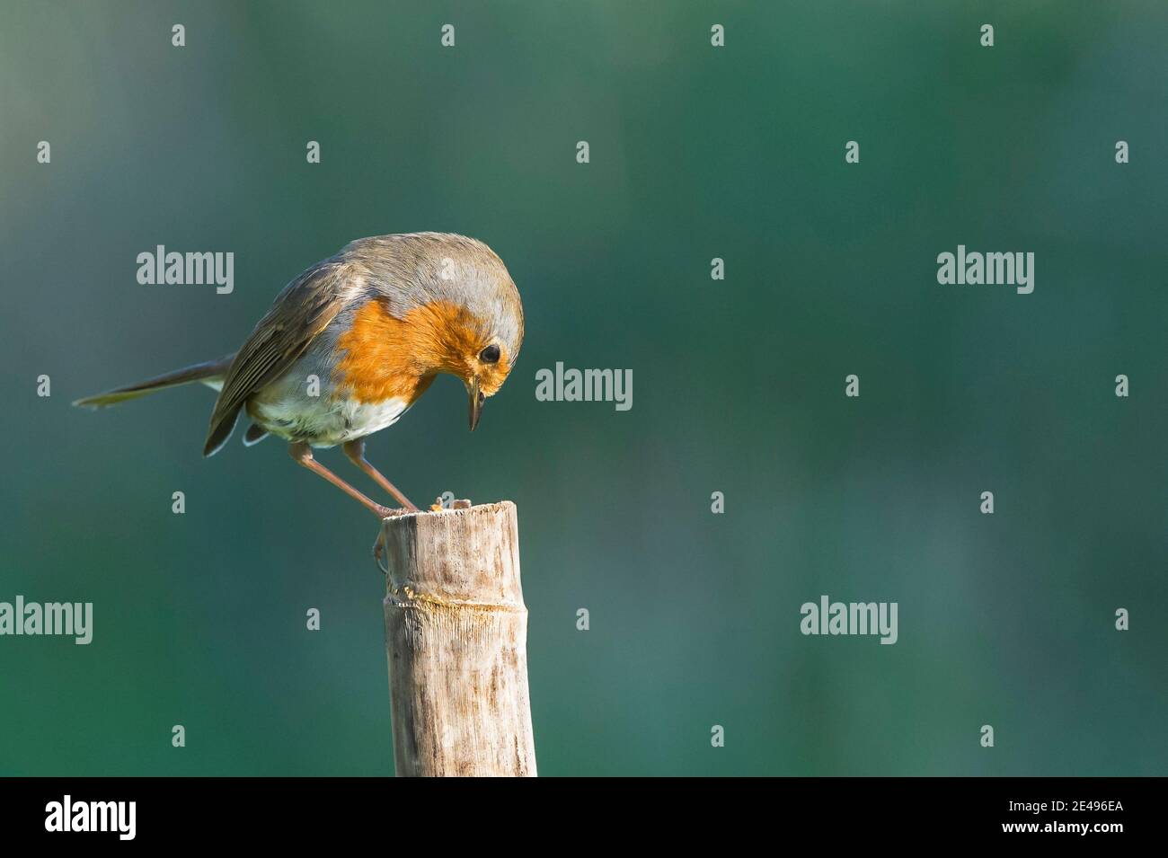 Especie de ave hi-res stock photography and images - Alamy