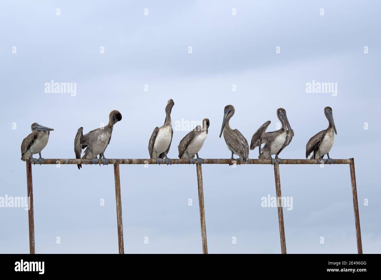 Native pelican hi-res stock photography and images - Alamy