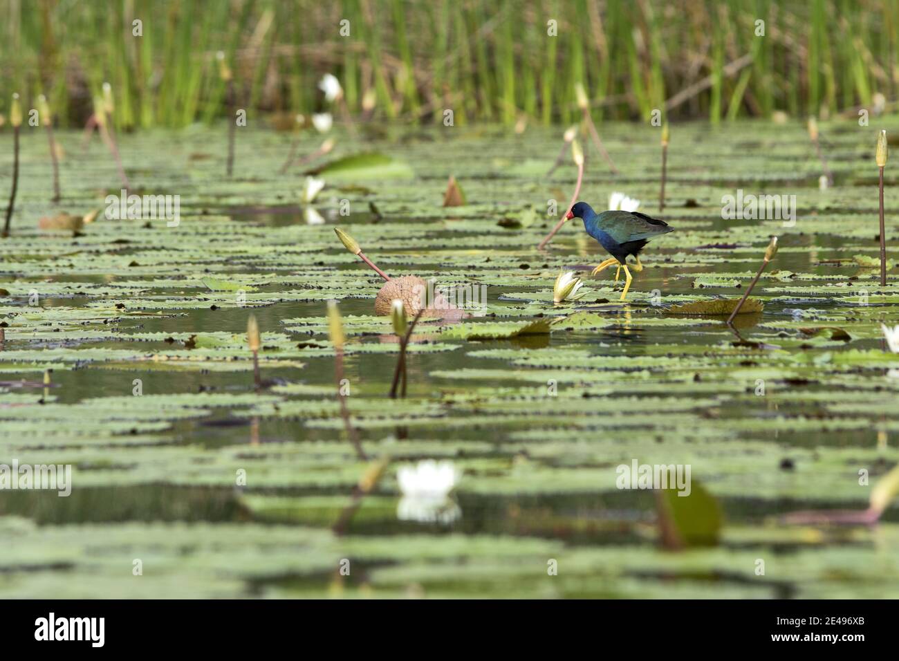 Caribbean, Guatemala, Central America: Jesus bird / lily trotter ...