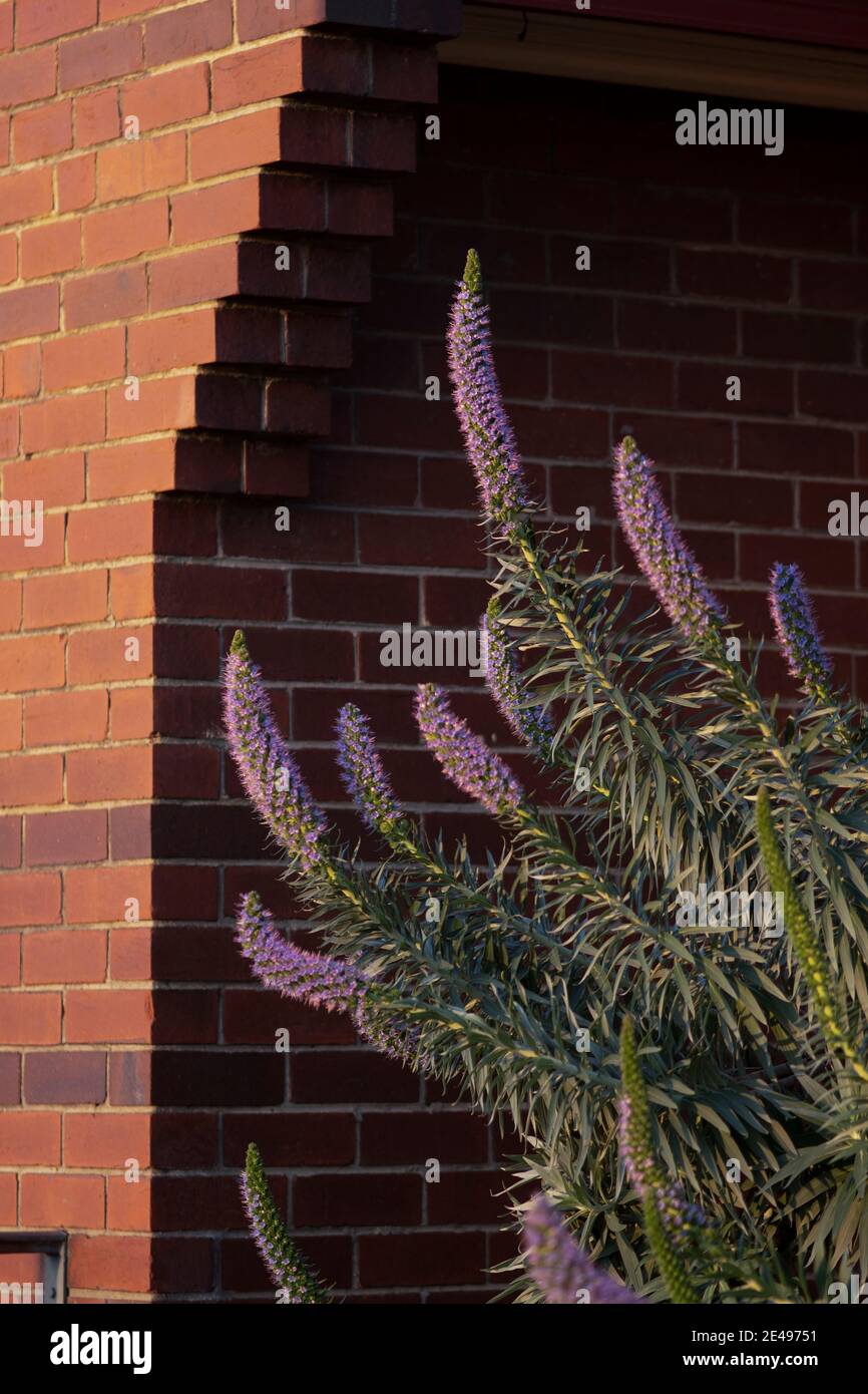 Purple flowers growing by building Stock Photo - Alamy