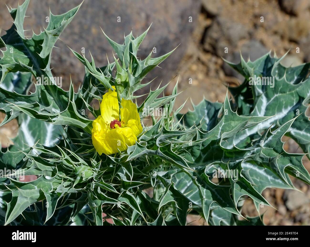 Yellow flowers in dry environment, Cape Verde islands, Sao Vicente ...