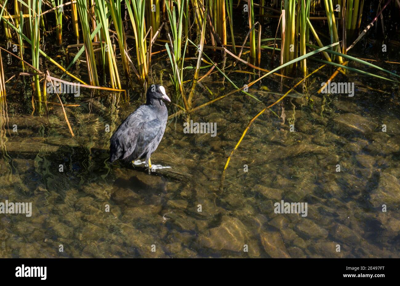 A coot in the Cardiff Bay wetlands in Cardiff. A new nature reserve ...