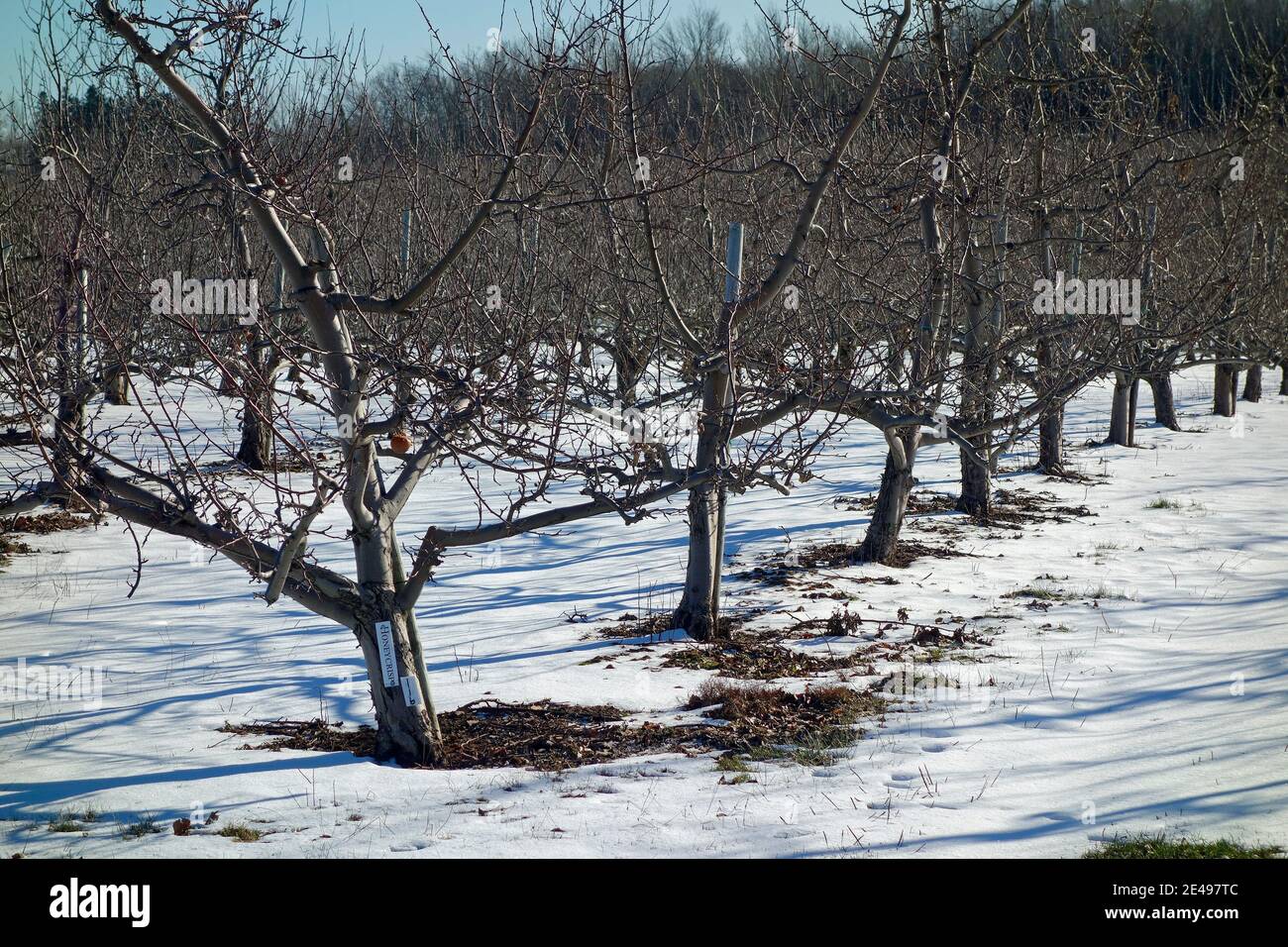 apple trees in the snow, annapolis valley, nova scotia, canada Stock ...