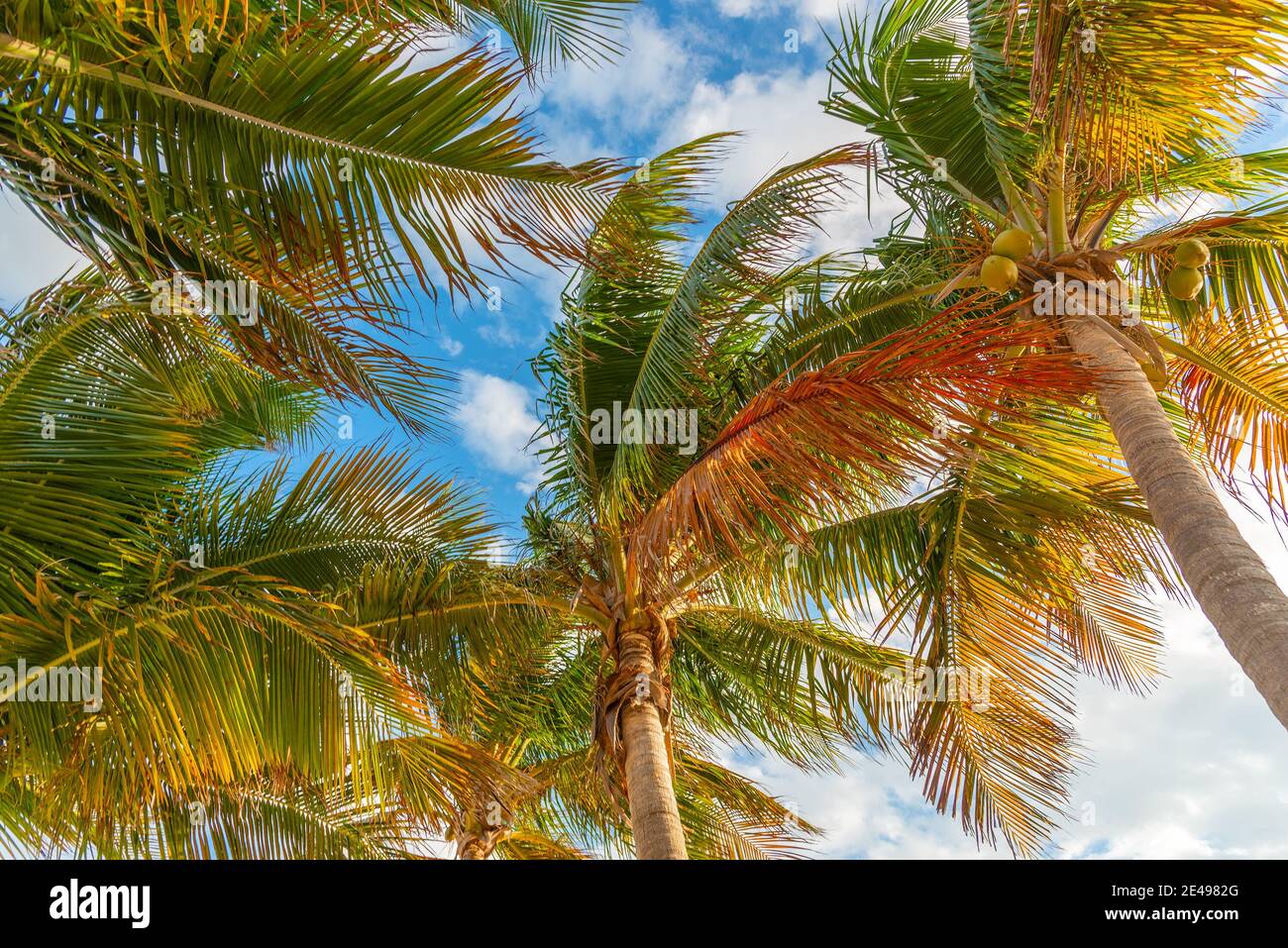 Coconut palm trees seen from below in Key Biscayne. Florida, USA Stock ...