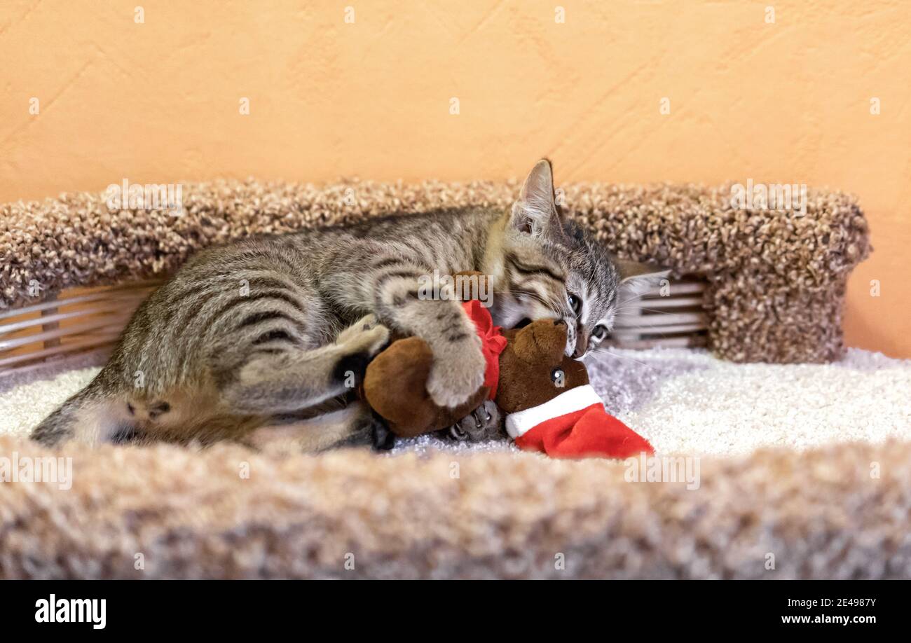 Tabby kitten plays with a teddy bear Stock Photo - Alamy