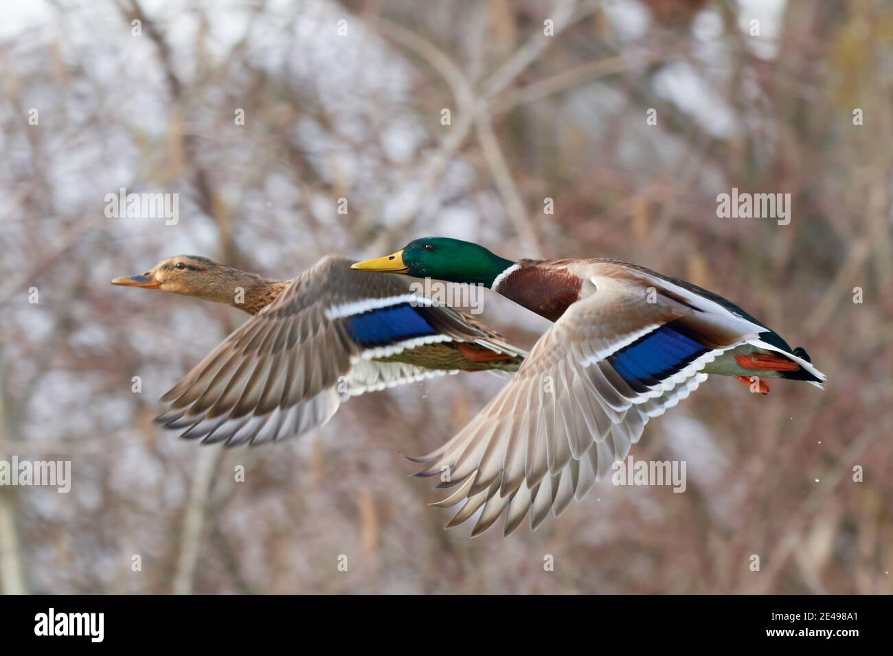 Mallard ducks Anas platyrhynchos in flight. Flying with spread wings ...