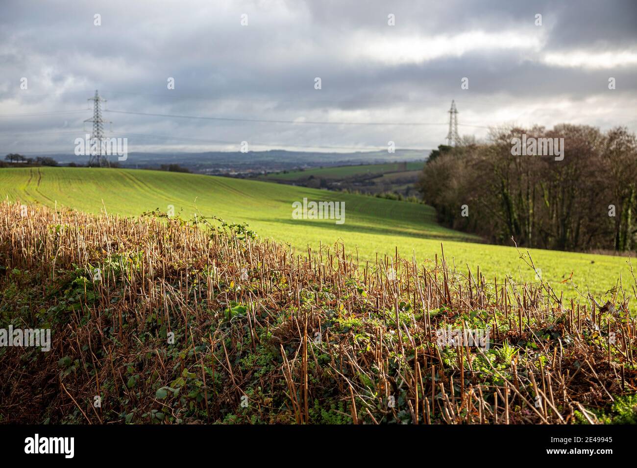 Flower pink hedgerow horizontal hi-res stock photography and images - Alamy