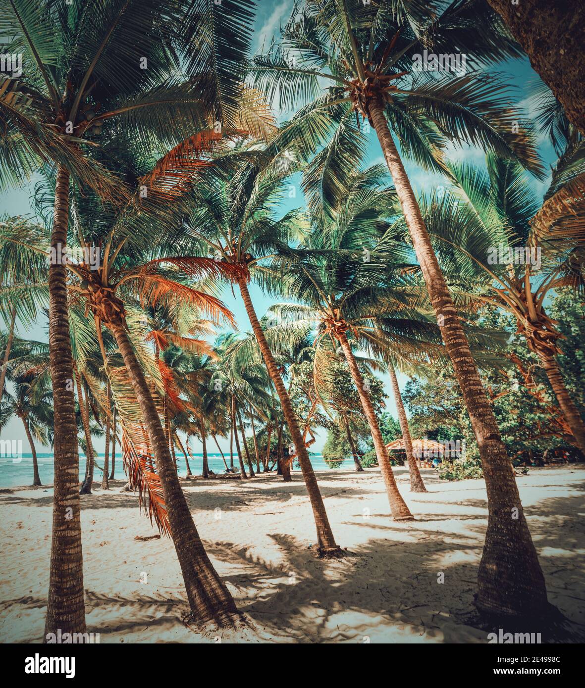 Coconut palm trees in beautiful Bois Jolan beach in Guadeloupe ...