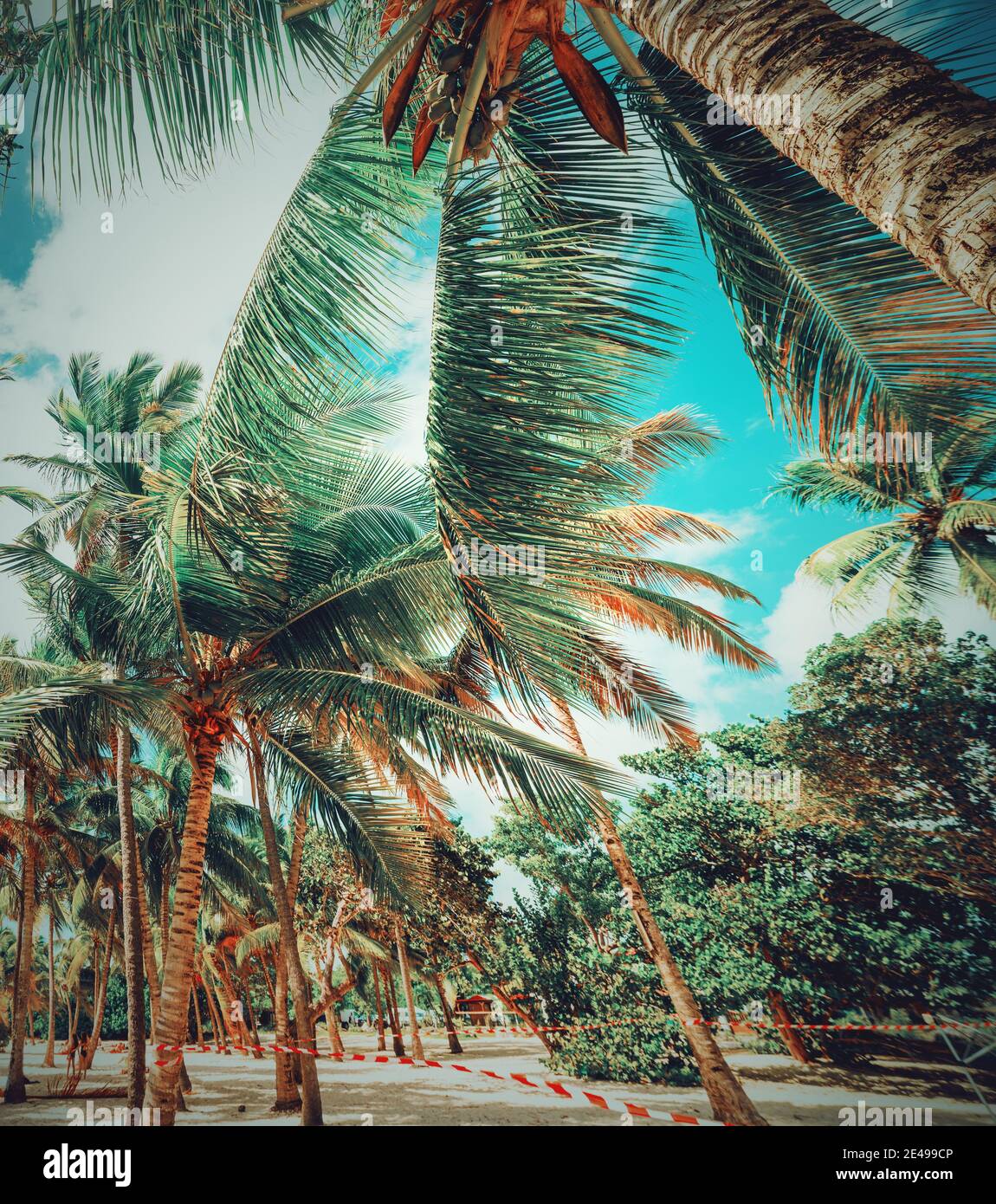 Palm trees in Bois Jolan beach in Guadeloupe, Caribbean sea Stock Photo ...