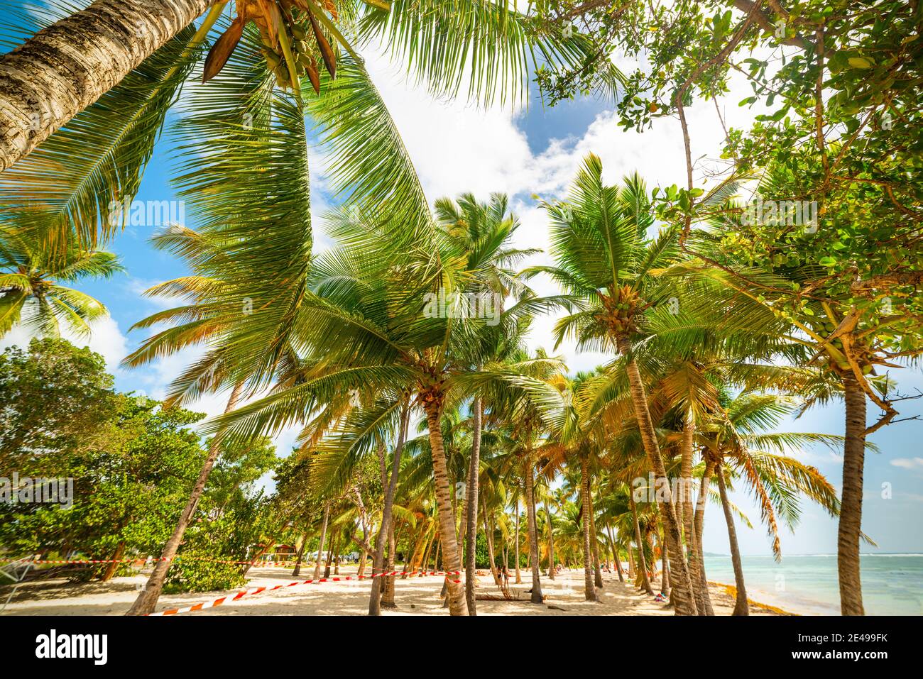 Coconut palm trees in Bois Jolan beach in Guadeloupe, Caribbean sea ...