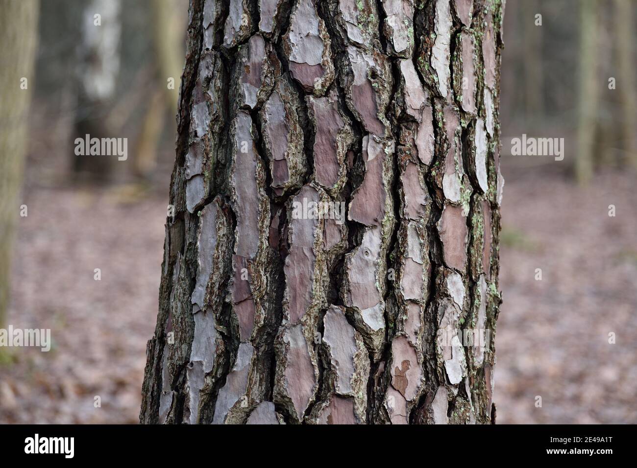 Tree bark knot hi-res stock photography and images - Alamy