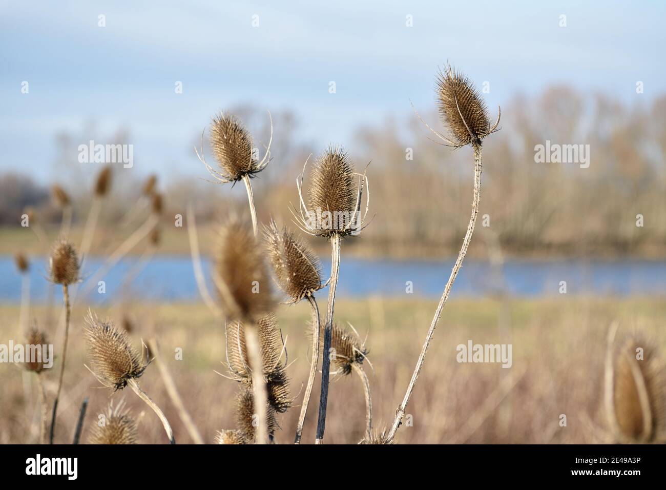 Meadow riverside forest hi-res stock photography and images - Alamy