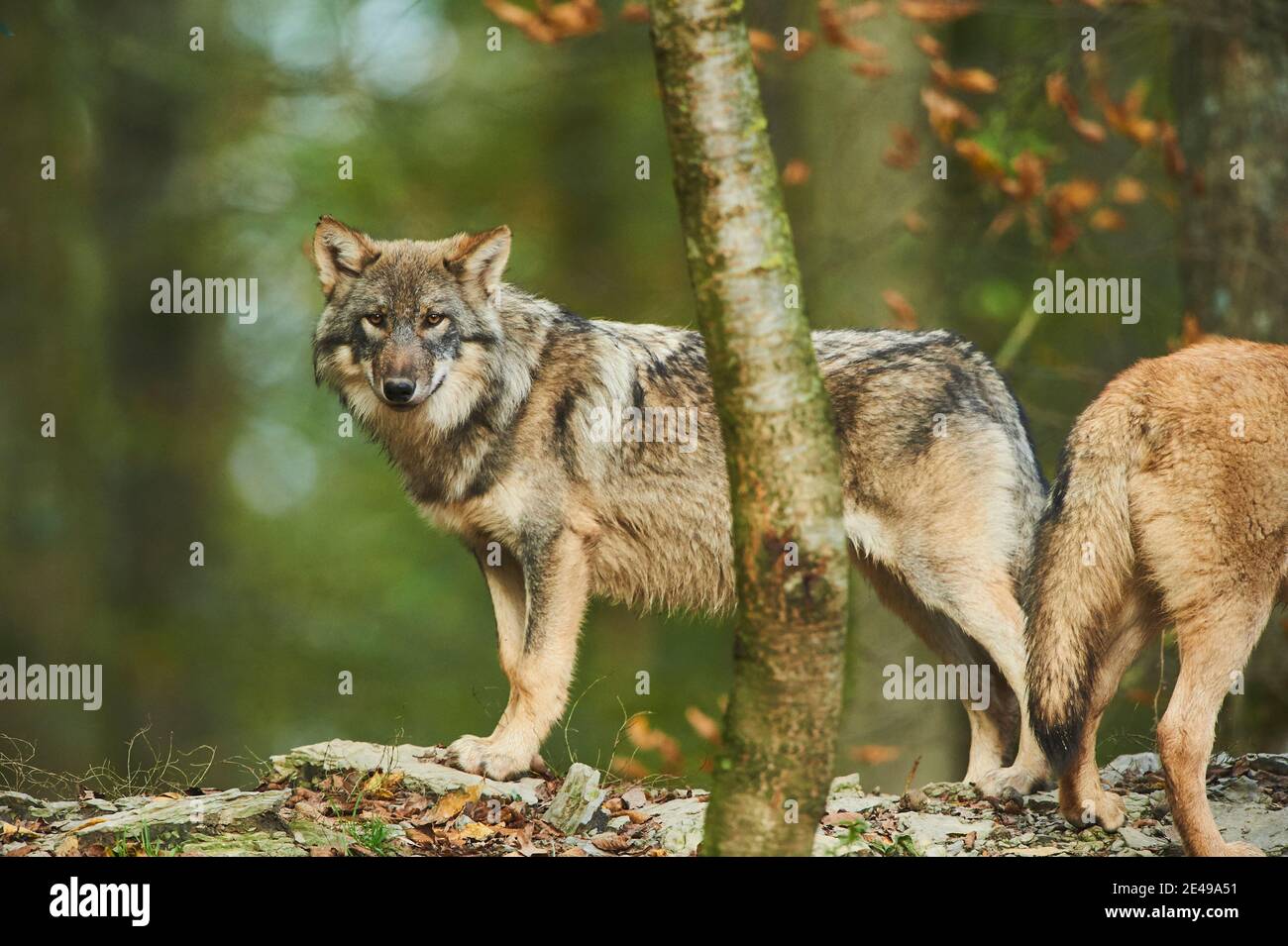 Timberwolf Canis Lupus Lycaon High Resolution Stock Photography and ...