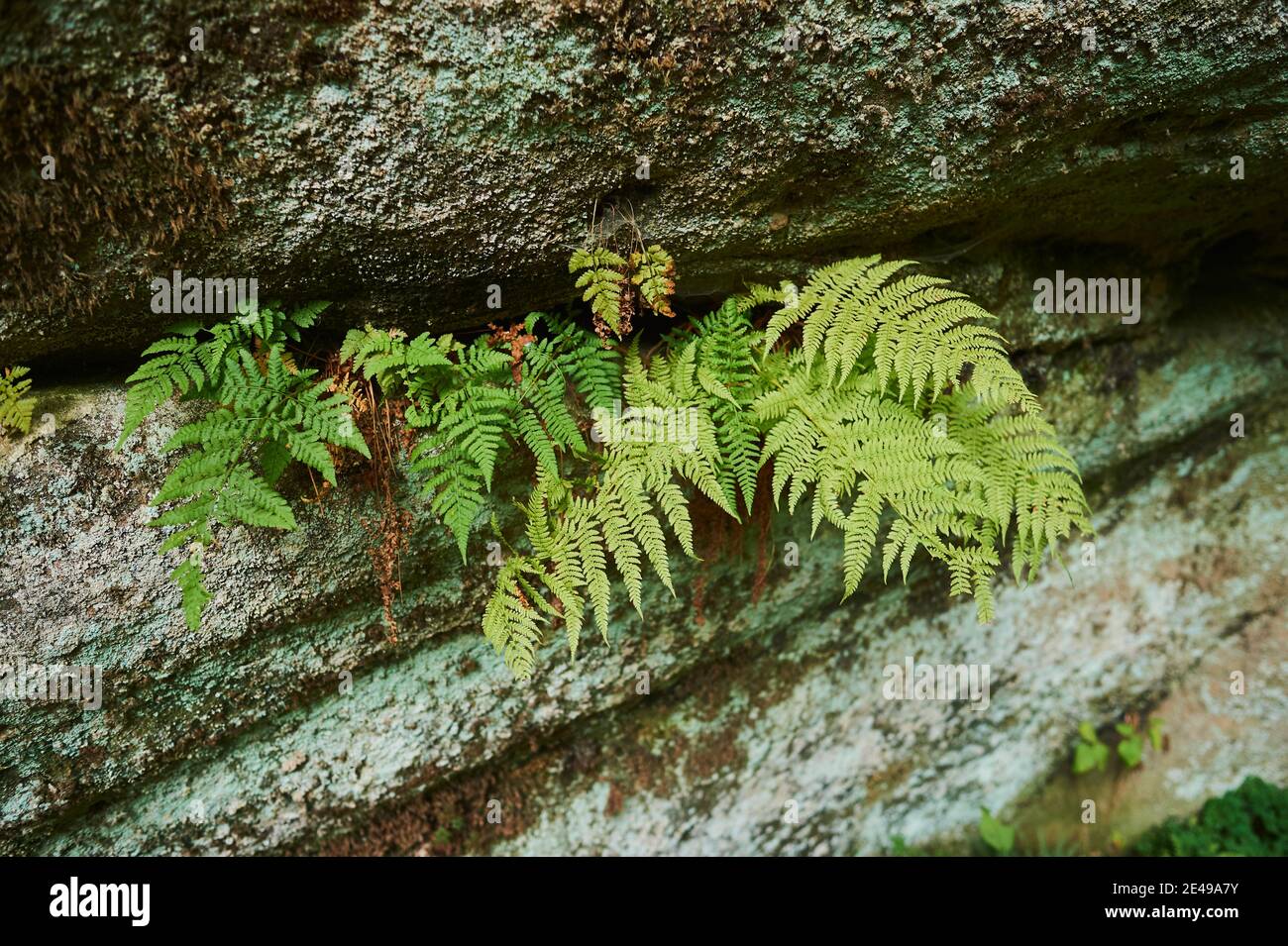 Aspidium filix mas hi-res stock photography and images - Alamy