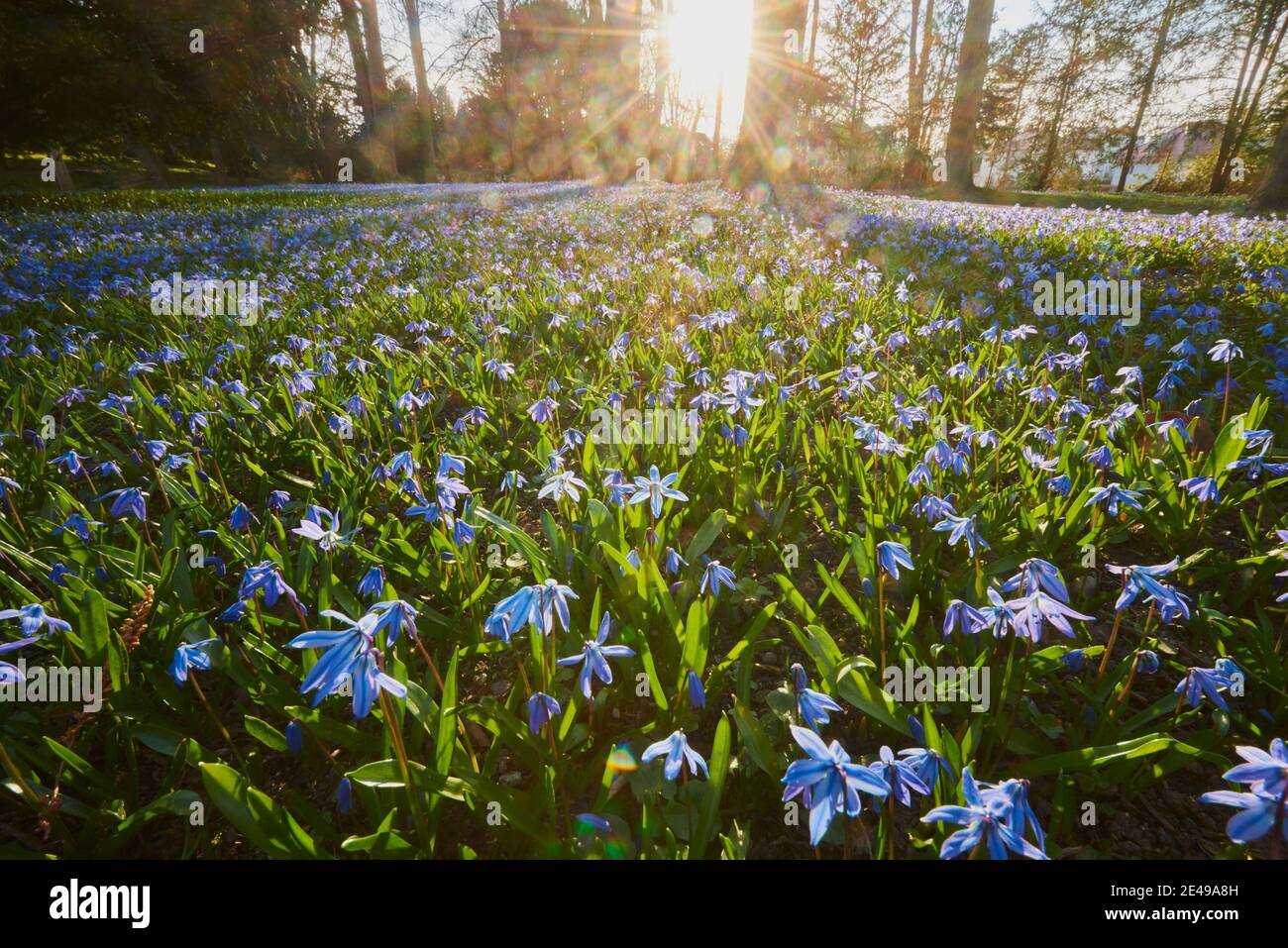 Siberian squill (Scilla siberica), blossoms, blooming, Bavaria, Germany ...