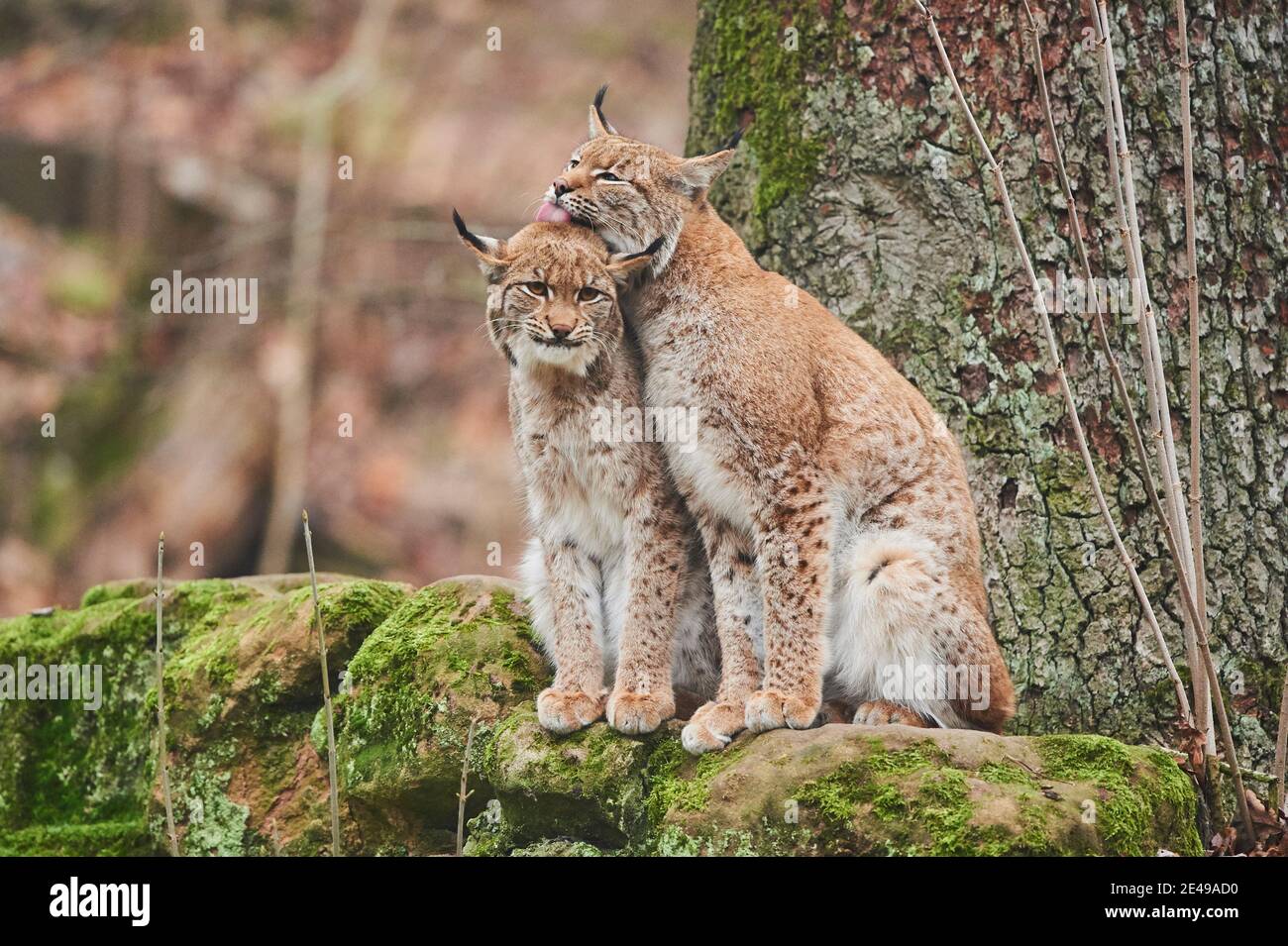 European lynx (Lynx lynx) sitting on rocks, grooming, captive, Bavaria ...