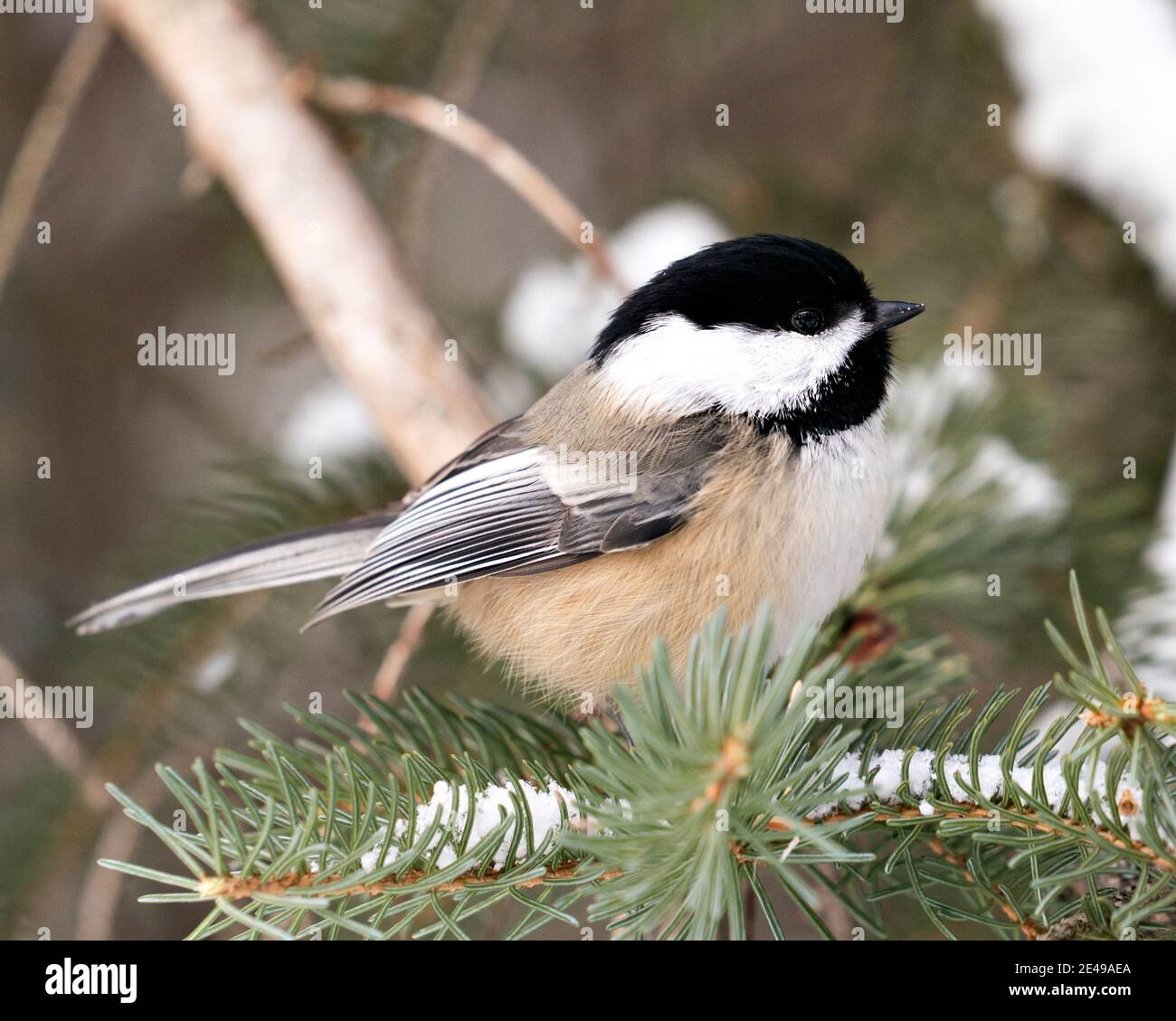 Chickadee close-up profile view on a fir tree branch with snow and blur ...