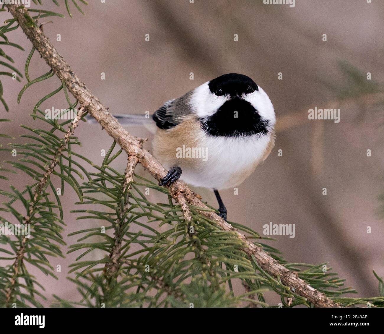Chickadee close-up profile view looking at camera on a fir tree branch ...