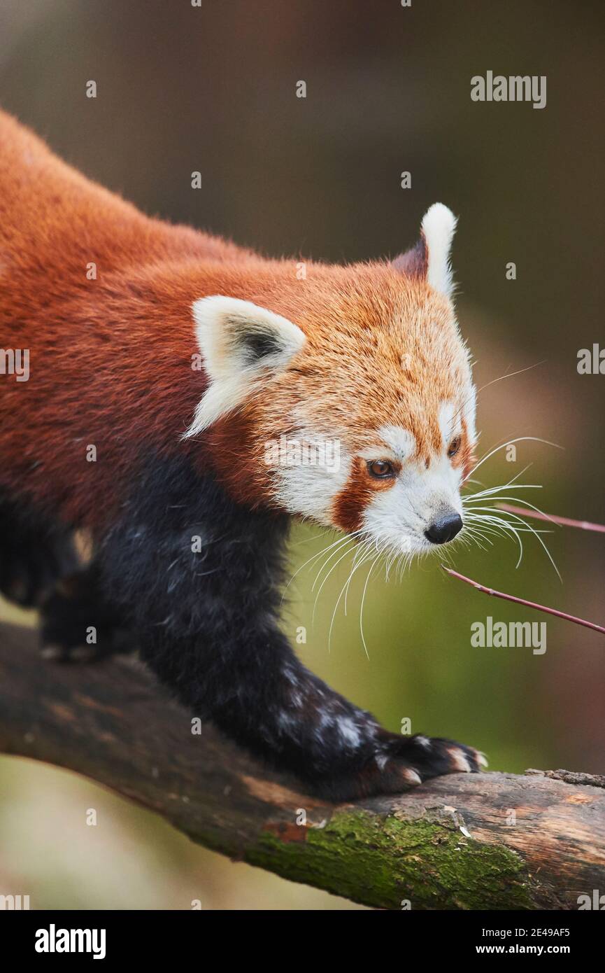 Red panda, Ailurus fulgens, branch, sideways, walking Stock Photo - Alamy