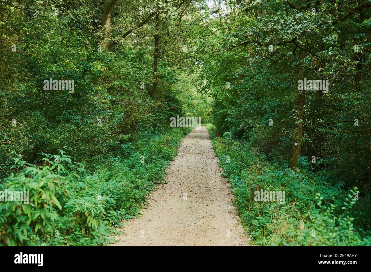Forest path, deciduous forest, common beech, Fagus sylvatica, landscape ...