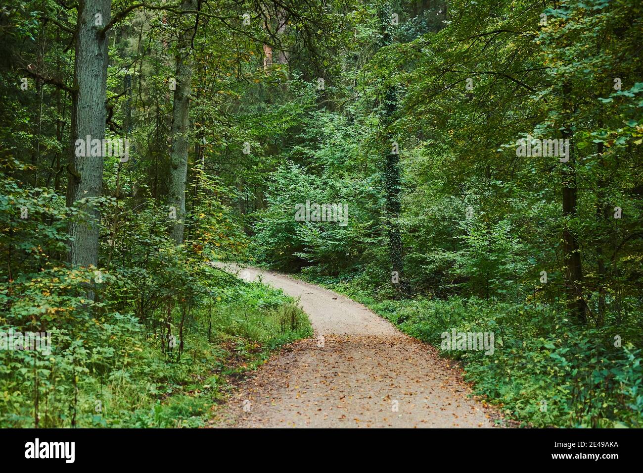 Forest path, deciduous forest, common beech, Fagus sylvatica, landscape ...