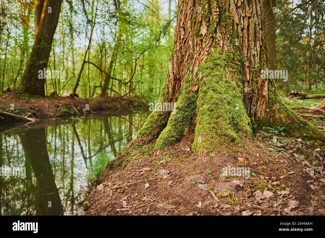 Norway spruce, Picea abies, tree trunk by a stream at Rothsee, Bavaria ...