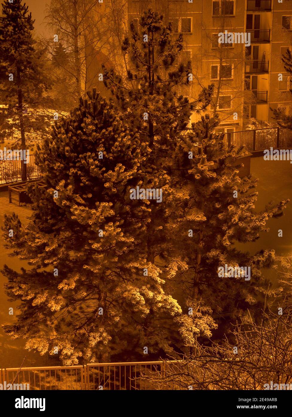 Snowy tree in winter night Stock Photo - Alamy