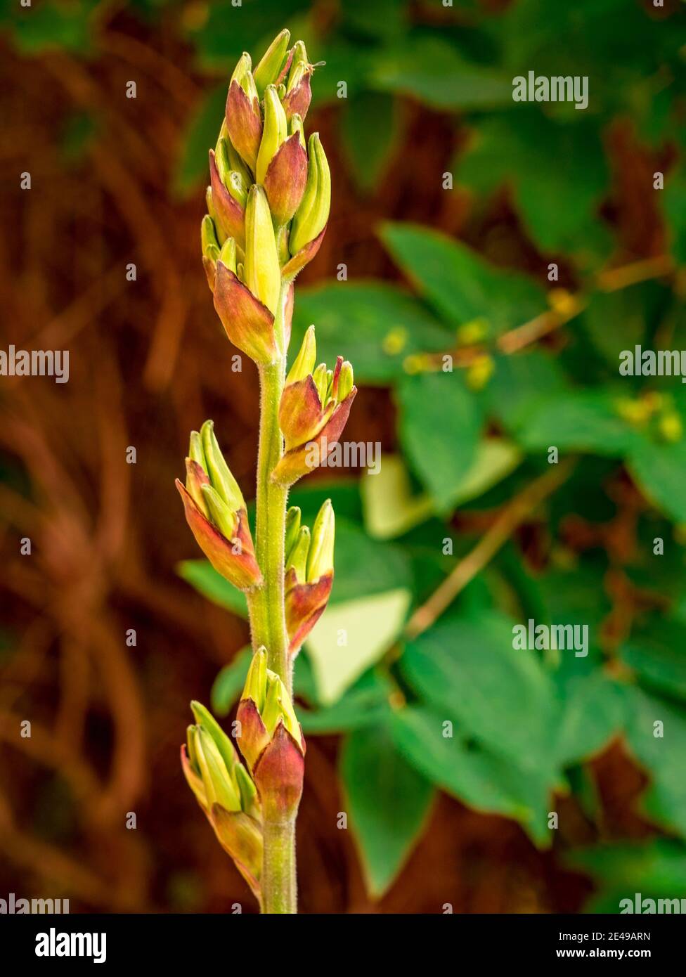 Adam's needle(Yucca filamentosa) - A closer look at the closed flowers ...