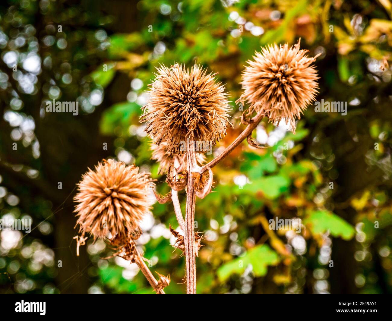 Closer look at dry spiny plumeless thistle flower(Carduus Acanthoide ...