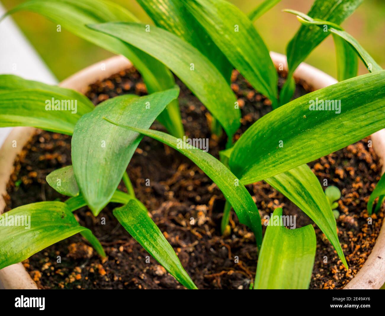 Ramsons (Allium ursinum). Known as Bear's Garlic, Wild Garlic, Broad ...