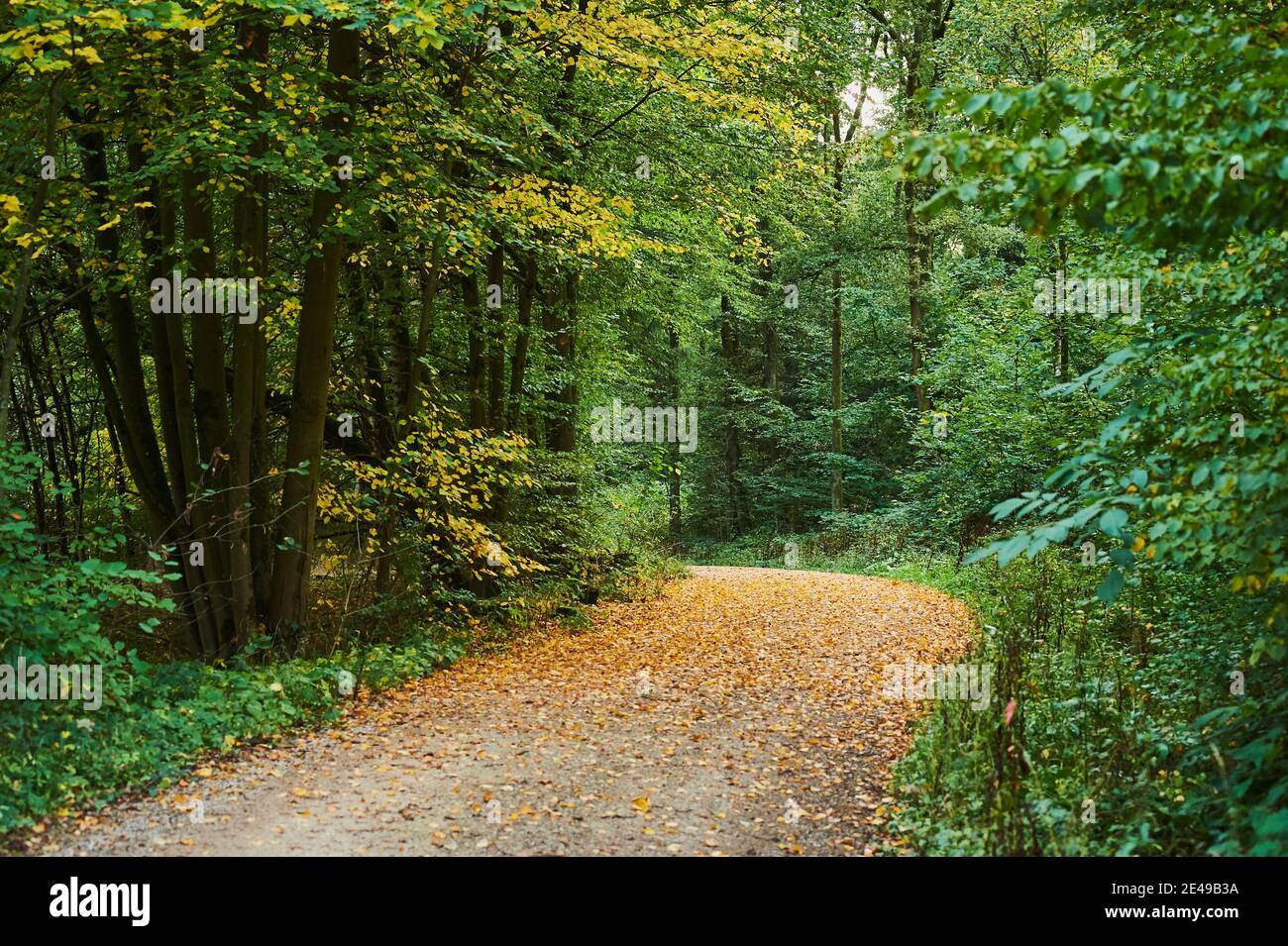 Forest path, deciduous forest, common beech, Fagus sylvatica, landscape ...