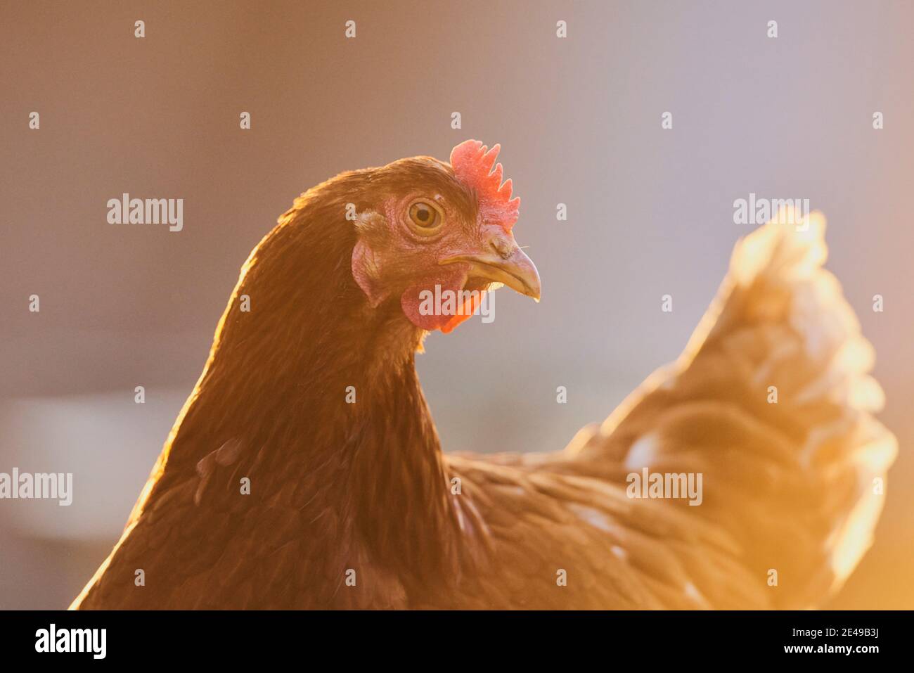Chicken (Gallus gallus domesticus), hen in a meadow, Bavaria, Germany ...